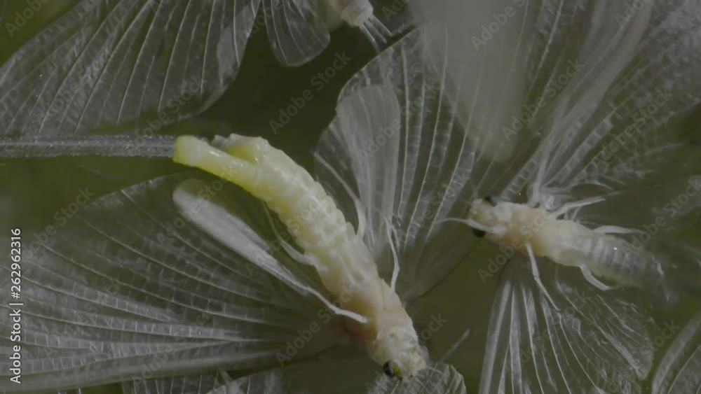 Mayflies swarming and mating surface of the water, close-up Stock ビデオ ...