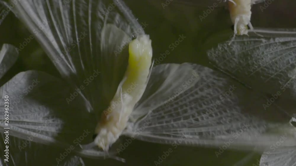 Mayflies swarming and mating surface of the water, close-up Stock ビデオ ...