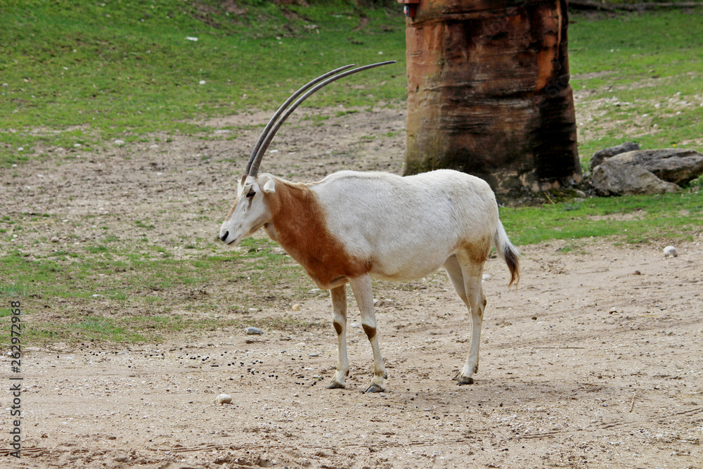 scimitar-horned oryx (Oryx dammah), also known as the Sahara oryx Stock ...