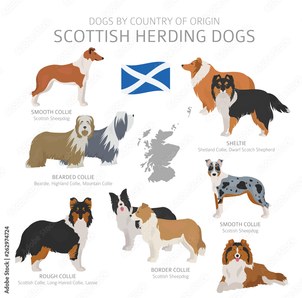 What Types Of Dogs Are Herding Dogs
