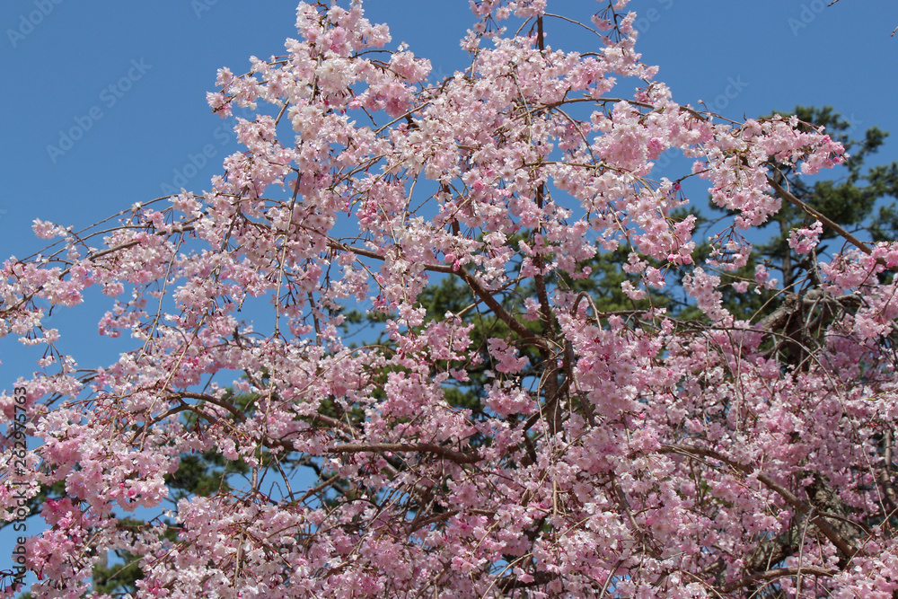 Photo & Art Print hanami (cherry trees) in japan, frdric