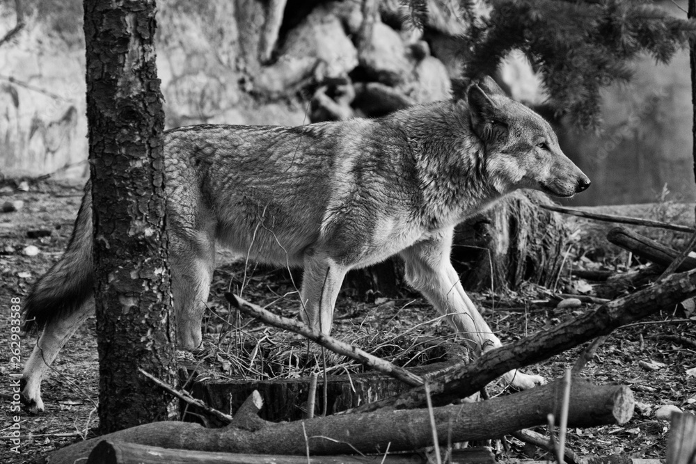 The wolf goes through the forest in black and white, cave paintings ...