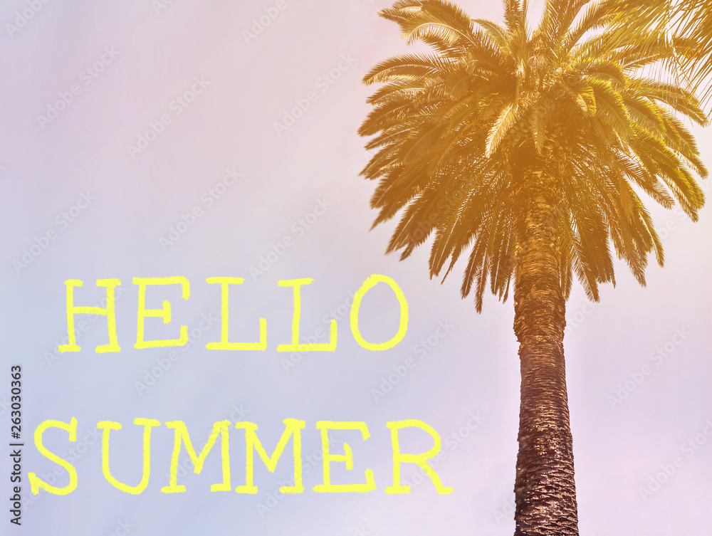 tall palm tree with beautiful leaves against the sunset sky ...