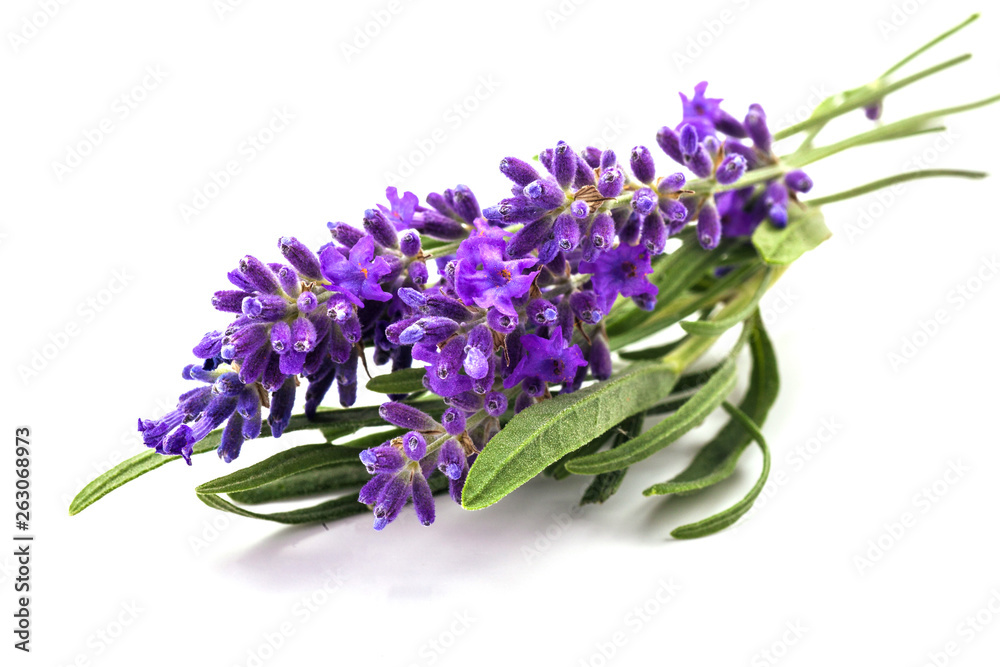 Bunch of lavander isolated on white Stock Photo | Adobe Stock