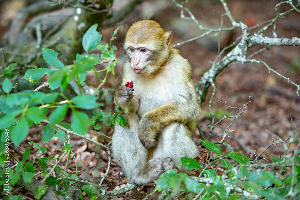 der Affe fand eine Beere Stock Photo | Adobe Stock