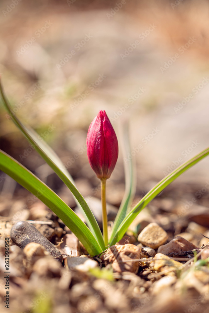 Tiny red species tulips in a rock garden Stock Photo | Adobe Stock
