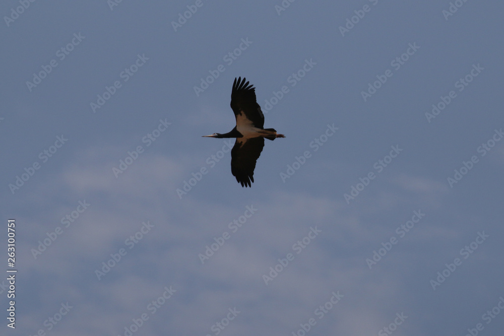 The Abdim's stork, also known as white-bellied stork. A black stork ...