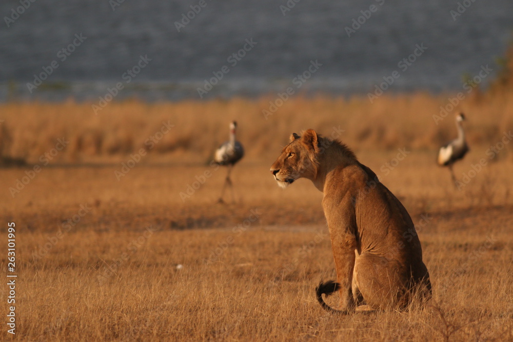 African lion resting on the ban of the Nile river with Grey crowned ...
