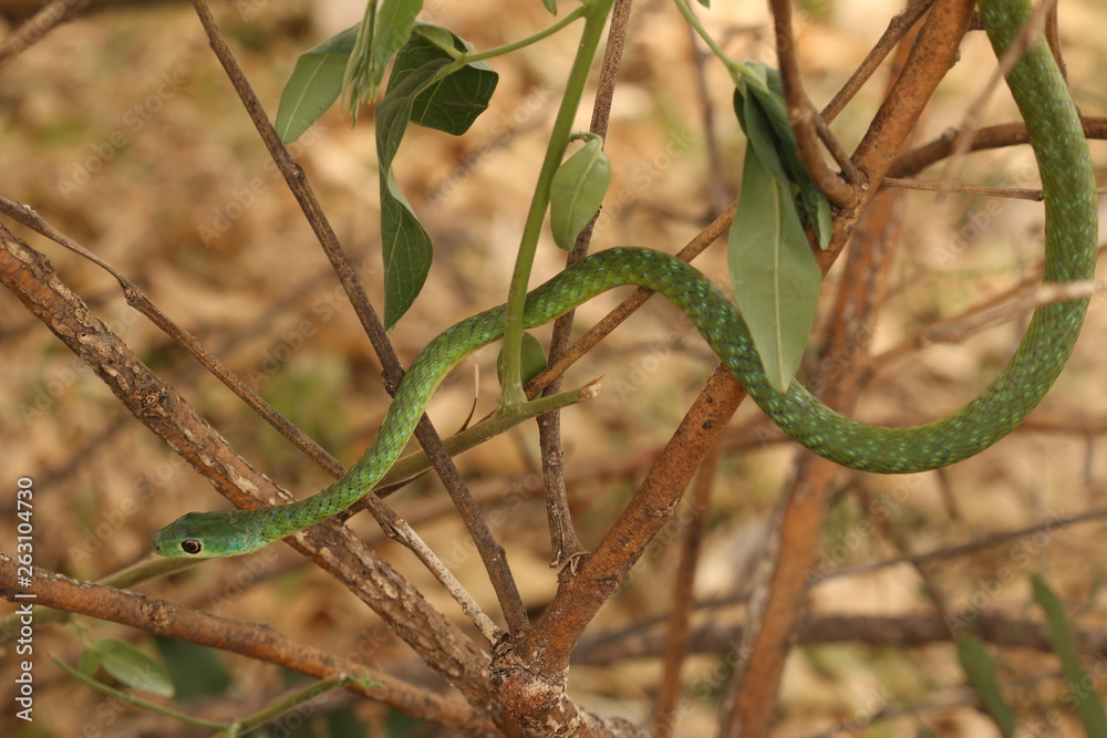 The spotted bush snake, a species of non-venomous colubrid snake ...