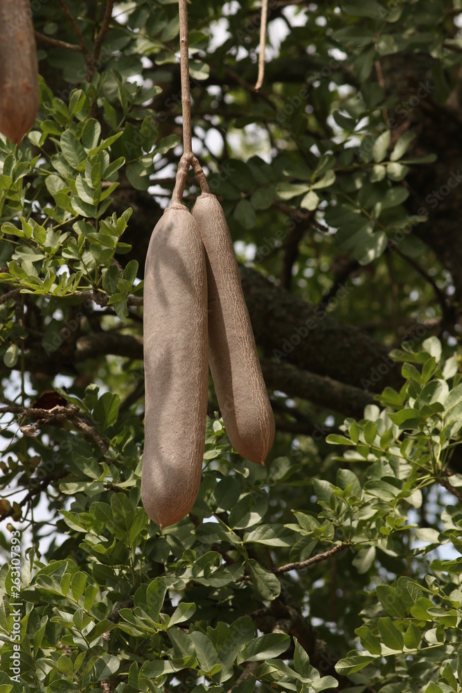 Sausage tree, also called cucumber tree, a plant species growing in ...