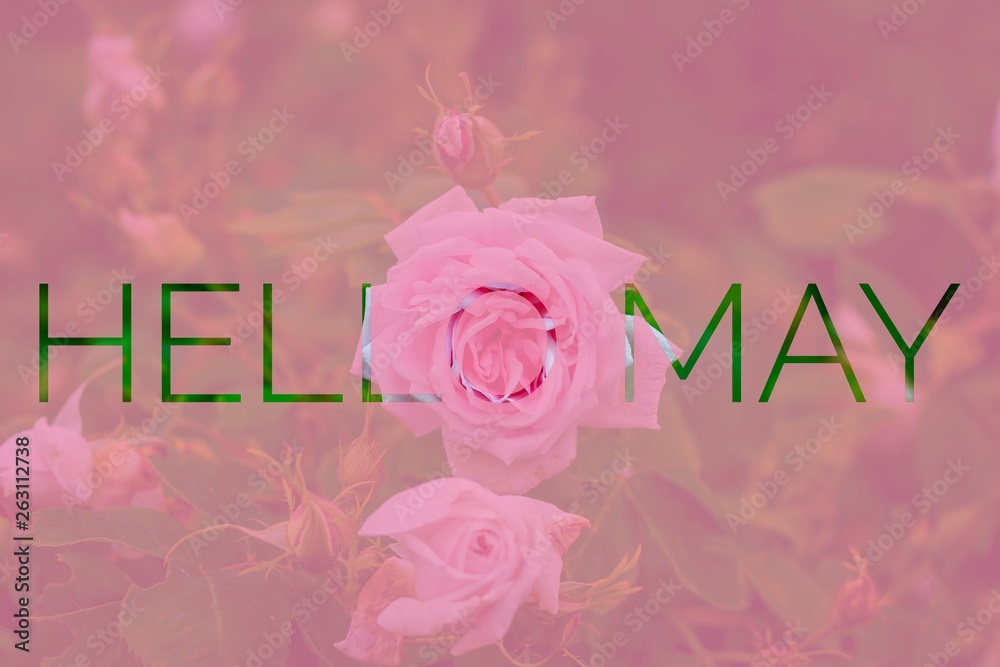 Banner Hello May. Greeting the new month. Picture with flowers. Text on ...