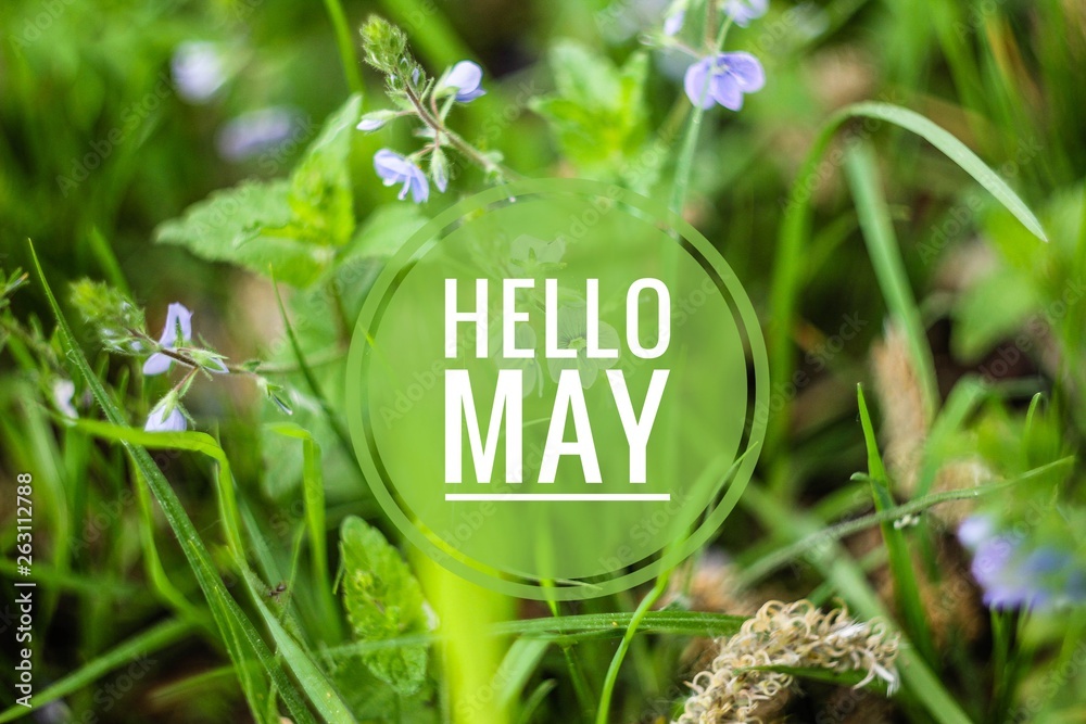 Banner Hello May. Greeting the new month. Picture with flowers. Text on ...