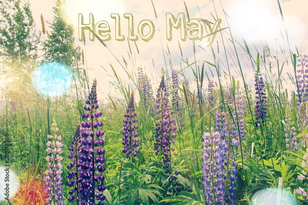 Banner Hello May. Greeting the new month. Picture with flowers. Text on ...
