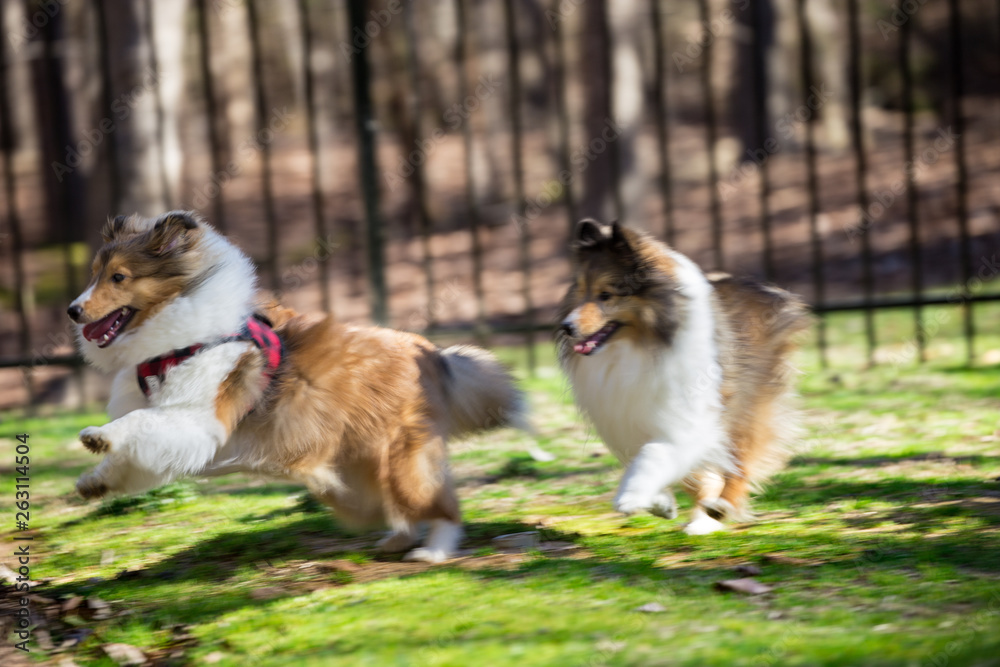 Running Racing Shelties Stock Photo | Adobe Stock