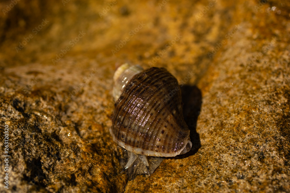 Rapana venosa, common name the veined rapa whelk, a marine gastropod ...