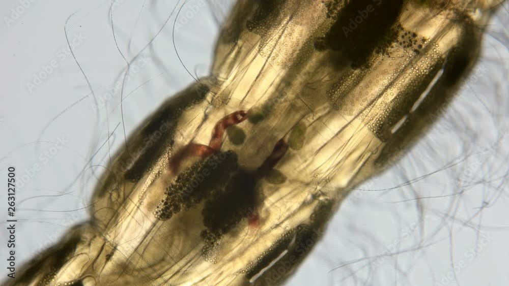 a transparent larva under the microscope,with internal organs,like an ...