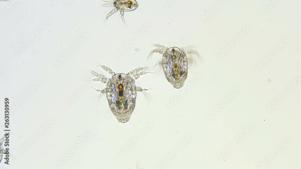 Nauplius larva Cyclopidae under a microscope, visible internal organs ...