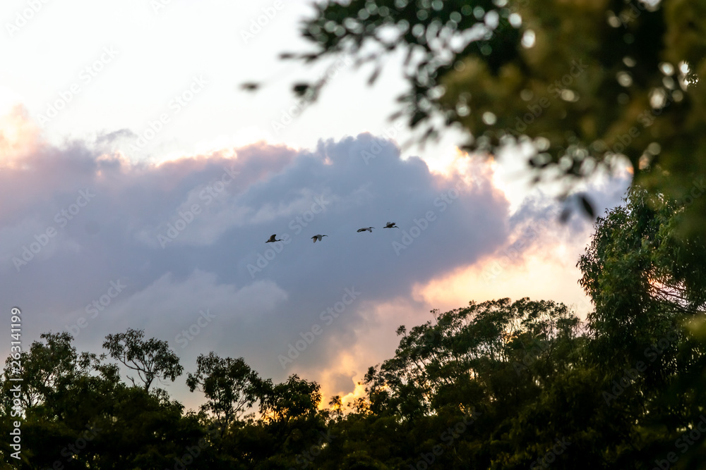 Birds In Early Morning Sky