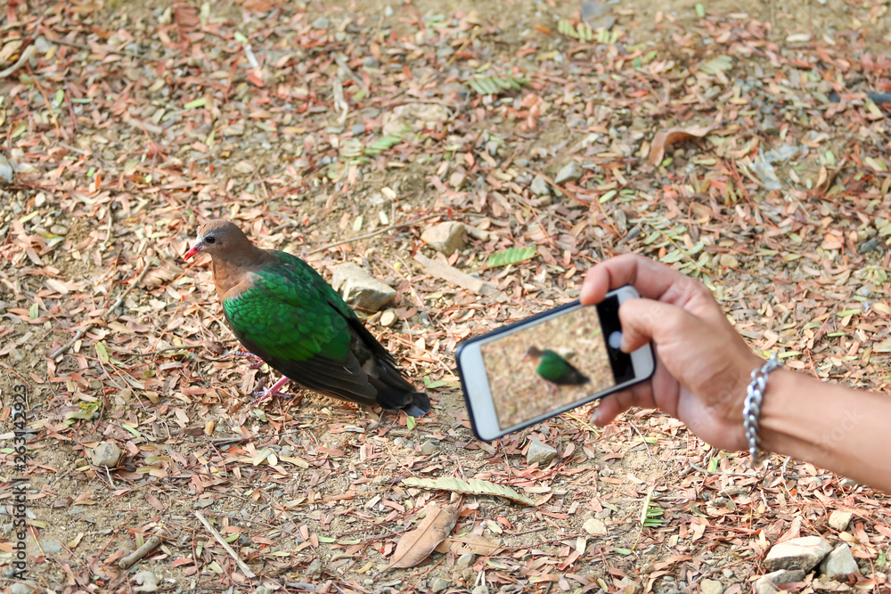 People use the phone take pictures of birds in the Park,Common Emerald ...