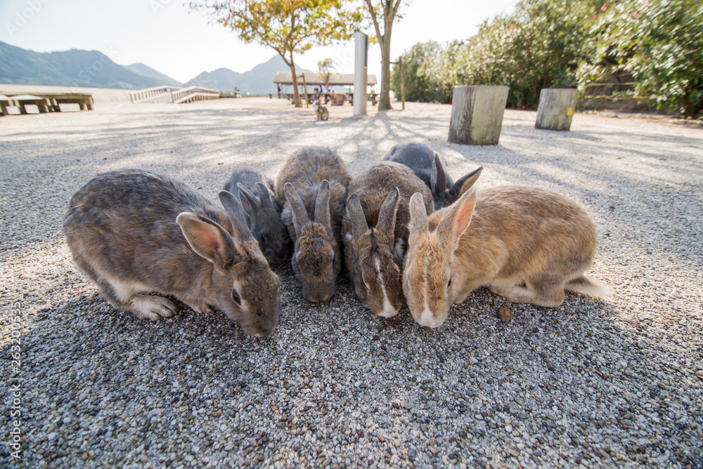 cute wild bunny rabbits in japan's rabbit island, okunoshima Stock ...
