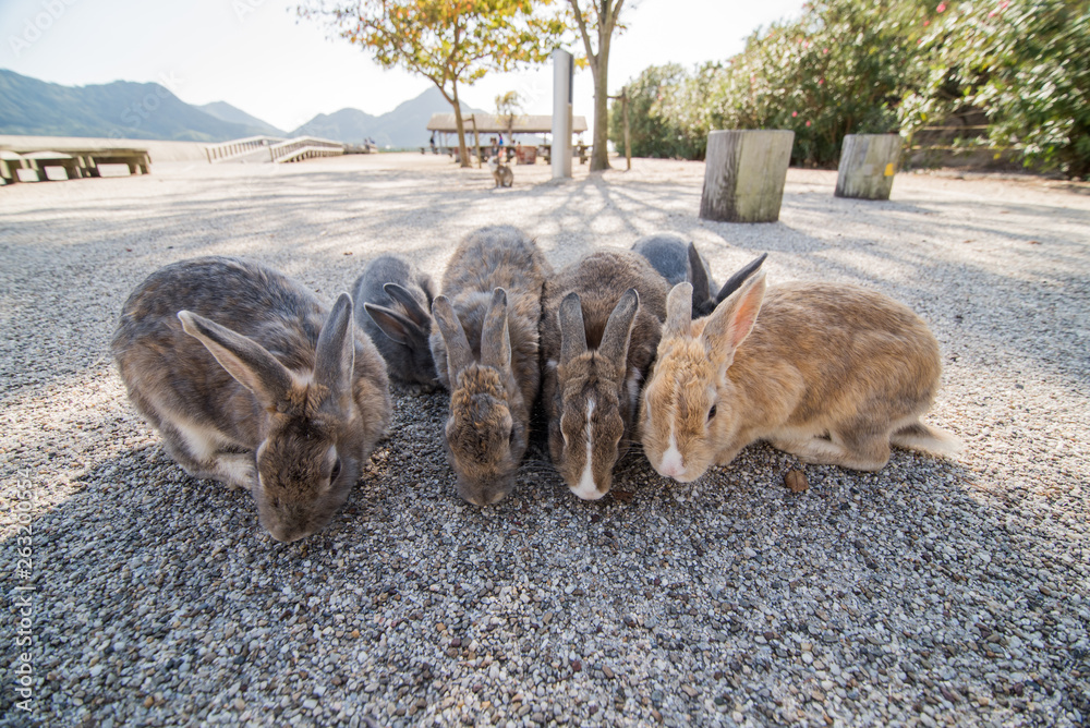 cute wild bunny rabbits in japan's rabbit island, okunoshima Stock ...