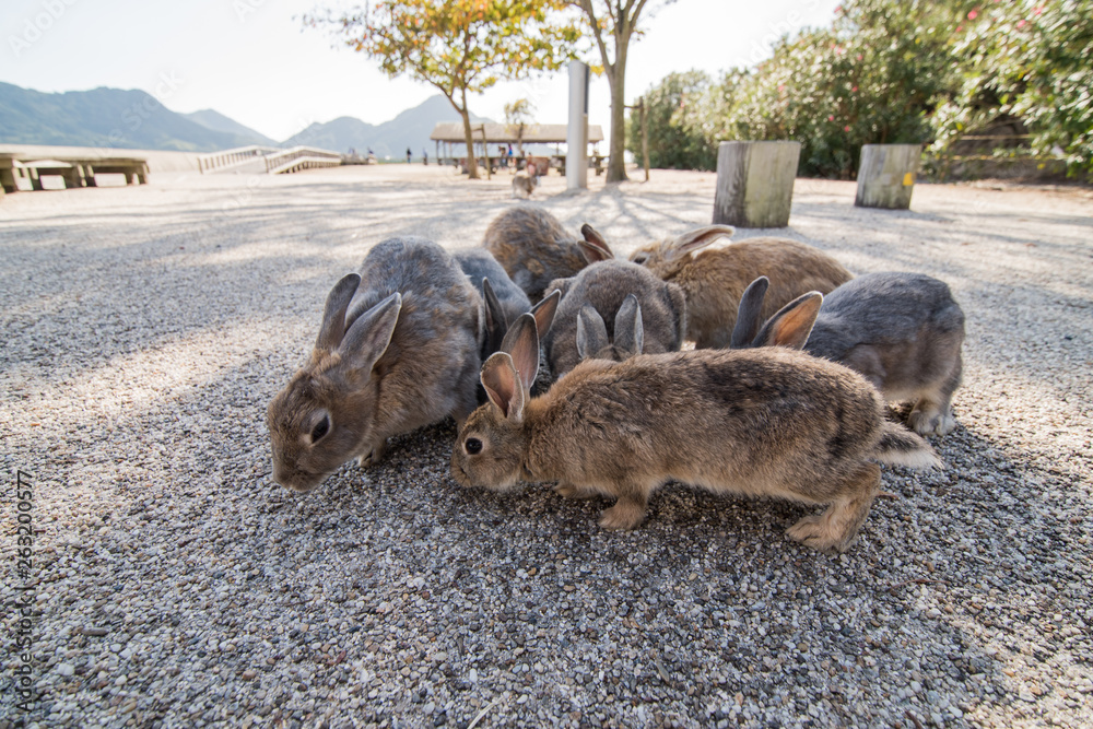 cute wild bunny rabbits in japan's rabbit island, okunoshima Stock ...
