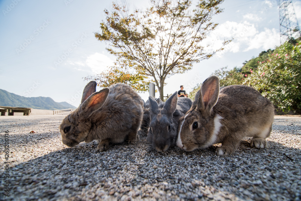Foto de cute wild bunny rabbits in japan's rabbit island, okunoshima do ...
