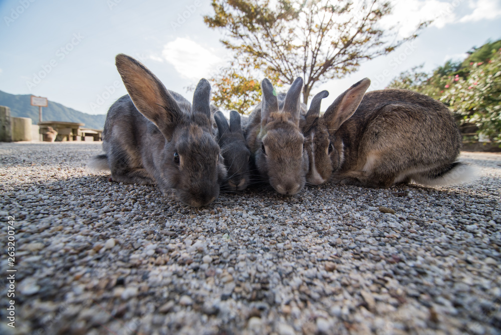 cute wild bunny rabbits in japan's rabbit island, okunoshima Stock ...