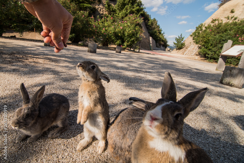 cute wild bunny rabbits in japan's rabbit island, okunoshima Stock ...