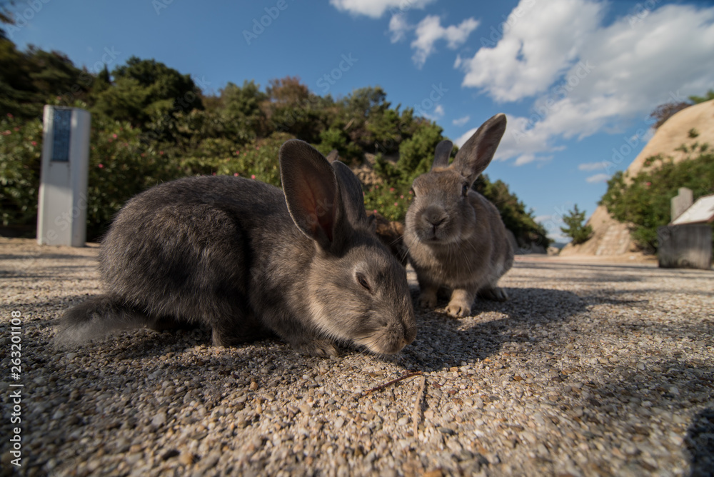 cute wild bunny rabbits in japan's rabbit island, okunoshima Stock ...