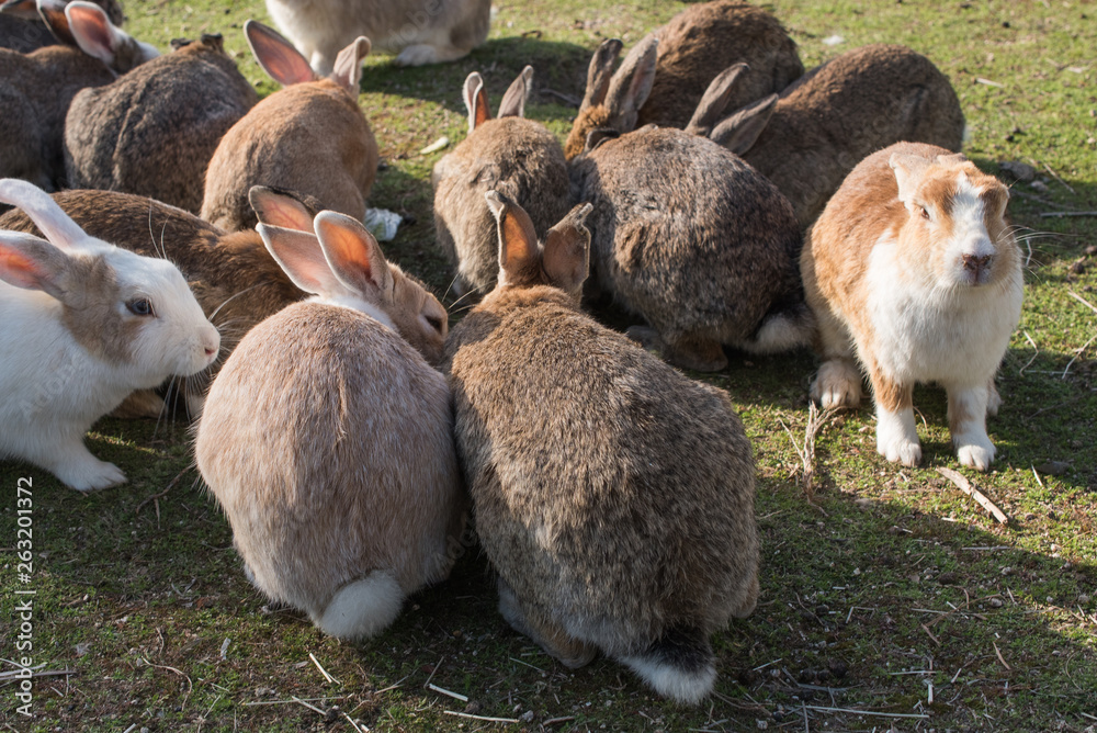 cute wild bunny rabbits in japan's rabbit island, okunoshima Stock ...
