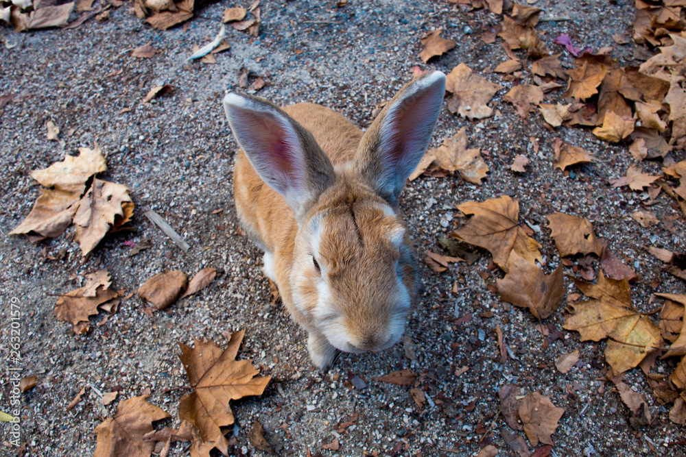 cute wild bunny rabbits in japan's rabbit island, okunoshima Stock ...