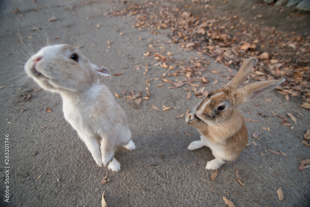 cute wild bunny rabbits in japan's rabbit island, okunoshima Stock ...
