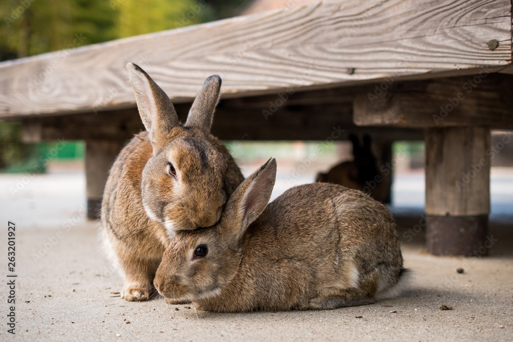 cute wild bunny rabbits in japan's rabbit island, okunoshima Stock ...