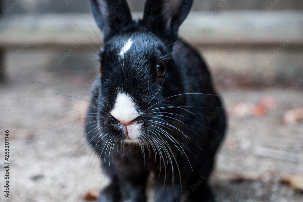cute wild bunny rabbits in japan's rabbit island, okunoshima Stock ...