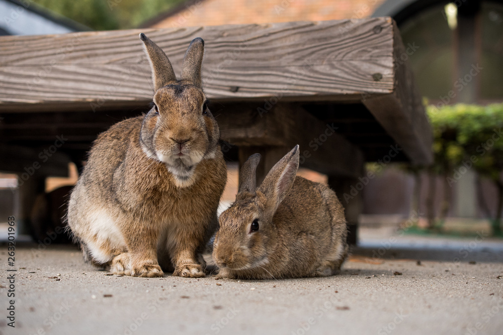 cute wild bunny rabbits in japan's rabbit island, okunoshima Stock ...