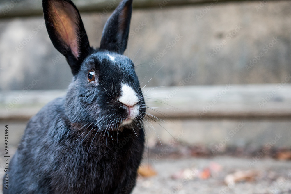 cute wild bunny rabbits in japan's rabbit island, okunoshima Stock ...