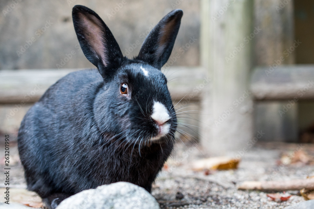 cute wild bunny rabbits in japan's rabbit island, okunoshima Stock ...