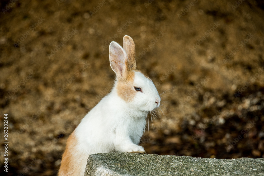 cute wild bunny rabbits in japan's rabbit island, okunoshima Stock ...