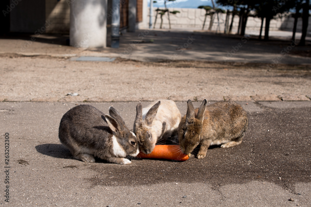 cute wild bunny rabbits in japan's rabbit island, okunoshima Stock ...