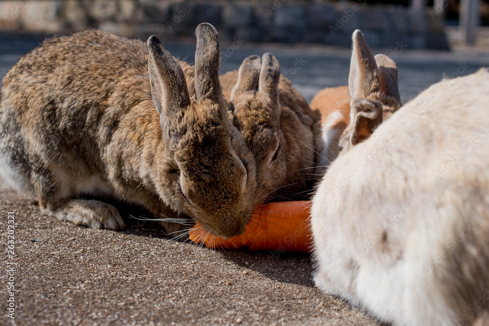 cute wild bunny rabbits in japan's rabbit island, okunoshima Stock ...
