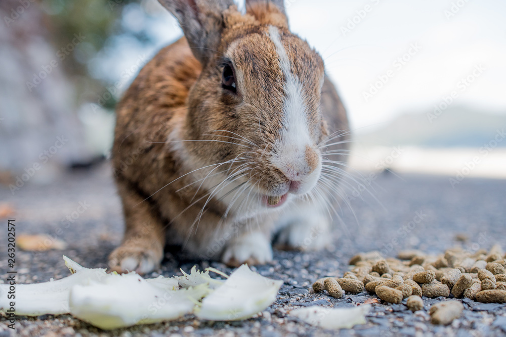 cute wild bunny rabbits in japan's rabbit island, okunoshima Stock ...