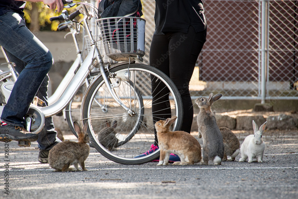 cute wild bunny rabbits in japan's rabbit island, okunoshima Stock ...