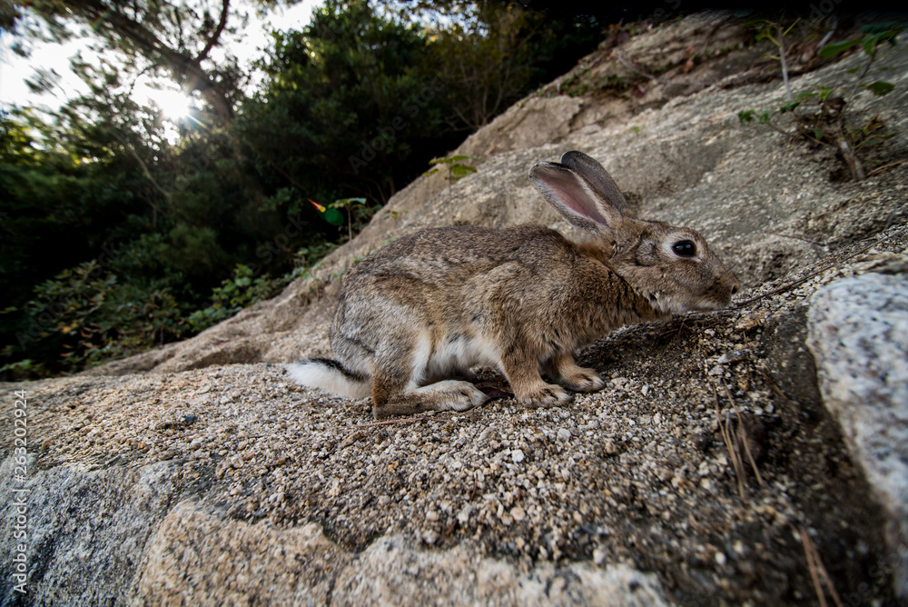 cute wild bunny rabbits in japan's rabbit island, okunoshima Stock ...