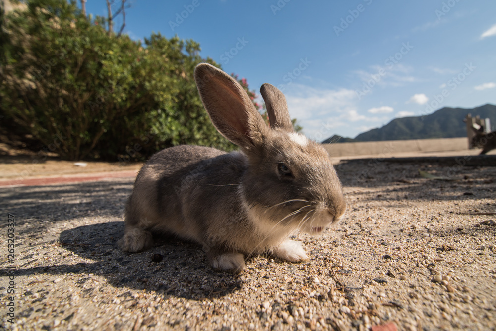 cute wild bunny rabbits in japan's rabbit island, okunoshima Stock ...