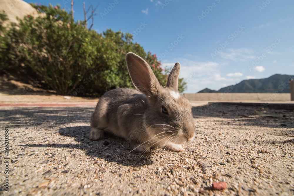 cute wild bunny rabbits in japan's rabbit island, okunoshima Stock ...