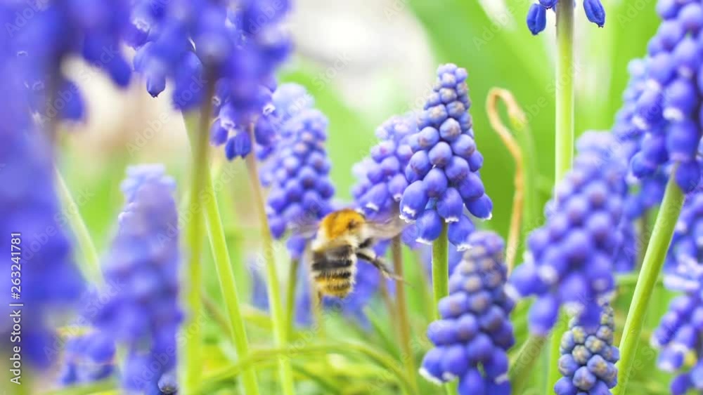 Blue flowers in the forest with bee flying. Close up slow motion ...