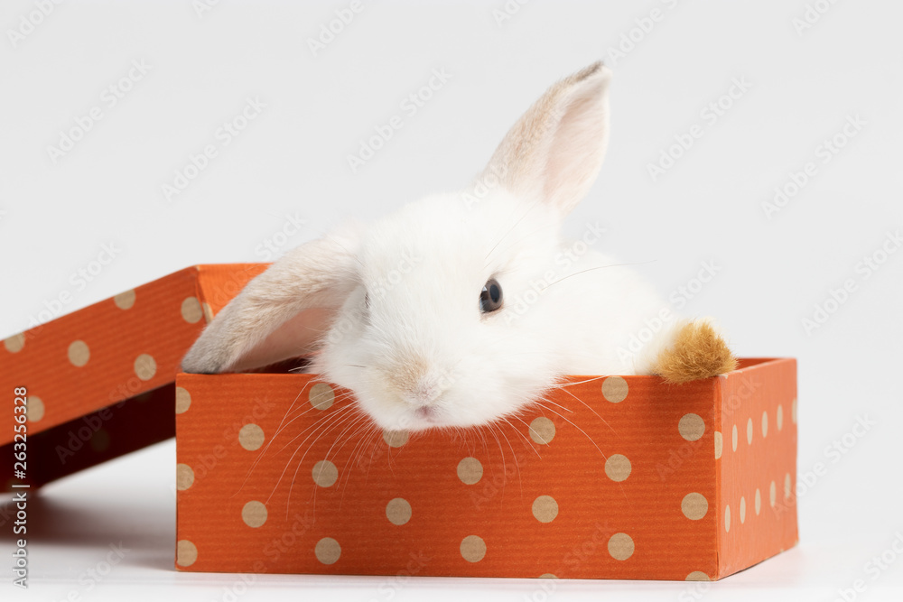 Little white rabbit sitting on orange gift box with isolated white ...