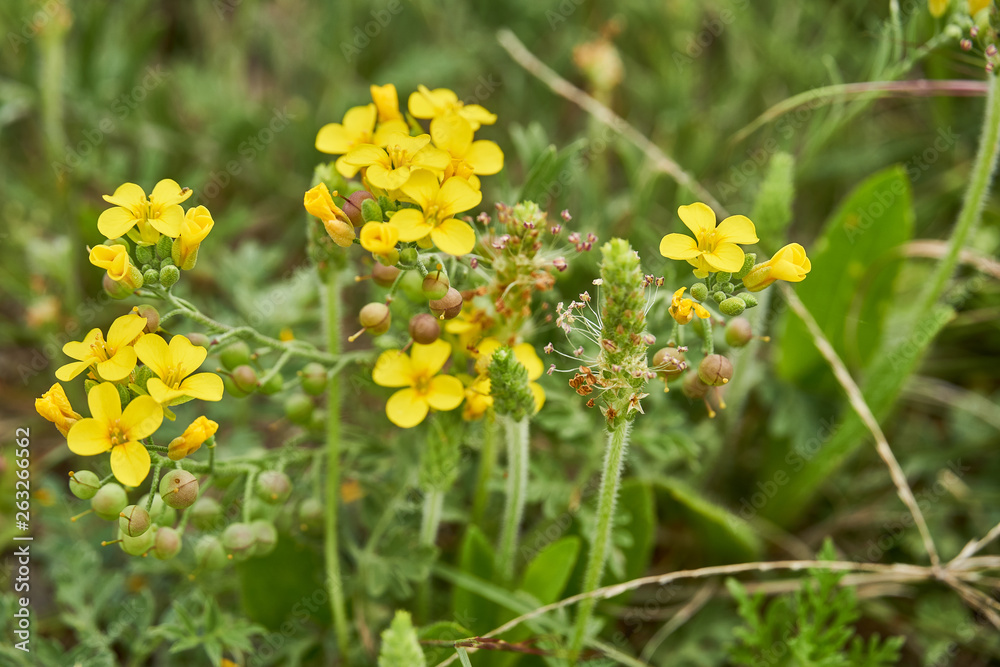Lesquerella gordonii, Gordon's Bladderpod Texas Wildflower Stock Photo ...