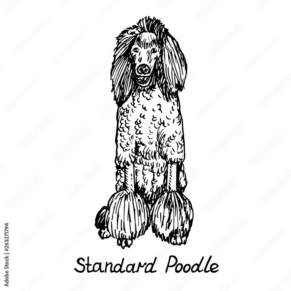 Dog of Standard Poodle breed sitting, hand drawn doodle sketch with ...